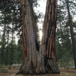 Judy Grahn – Poet, Activist, Scholar | Official Site